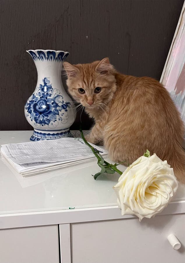 Orange Cat is Sitting on a White Bedside Table Stock Image - Image of ...