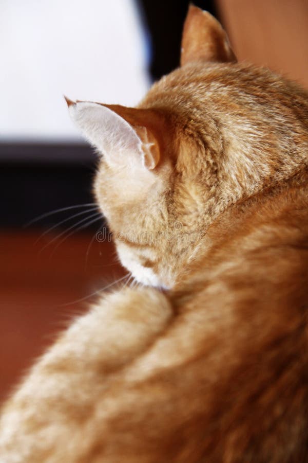 Orange cat sleep stock image. Image of whiskers, kitten - 199804317