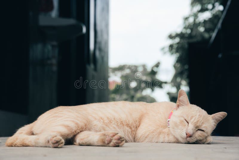 Orange cat sleep o stock image. Image of young, head - 135536719