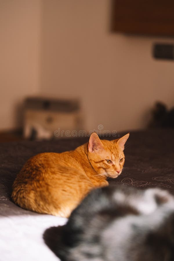Orange Cat Sleeping on the Bed with Another Cat Stock Photo - Image of ...