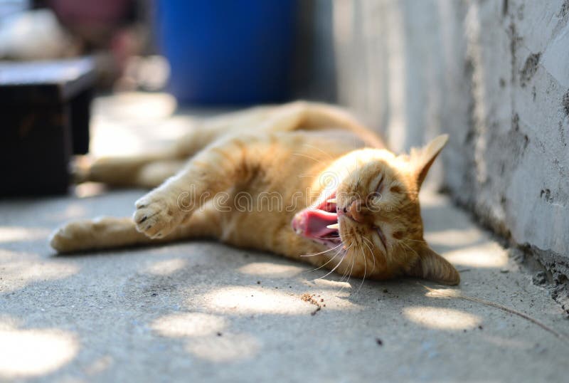 An Orange Cat is Sleeping with Its Mouth Open and a Yawning Stock Image ...