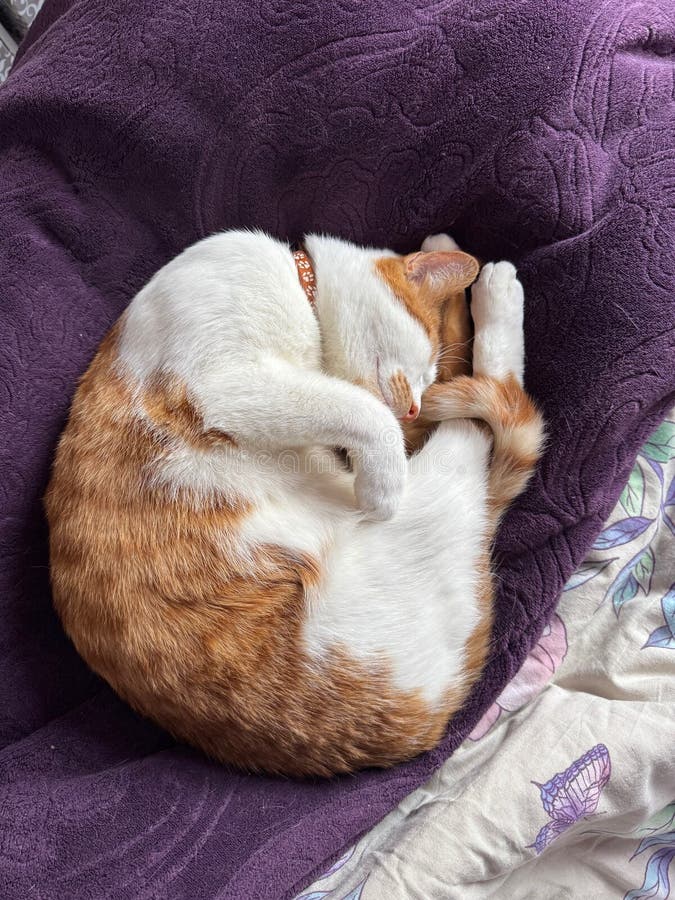 An Orange Cat is Sleeping on Its Side, Curled Up in a Ball, with Its ...