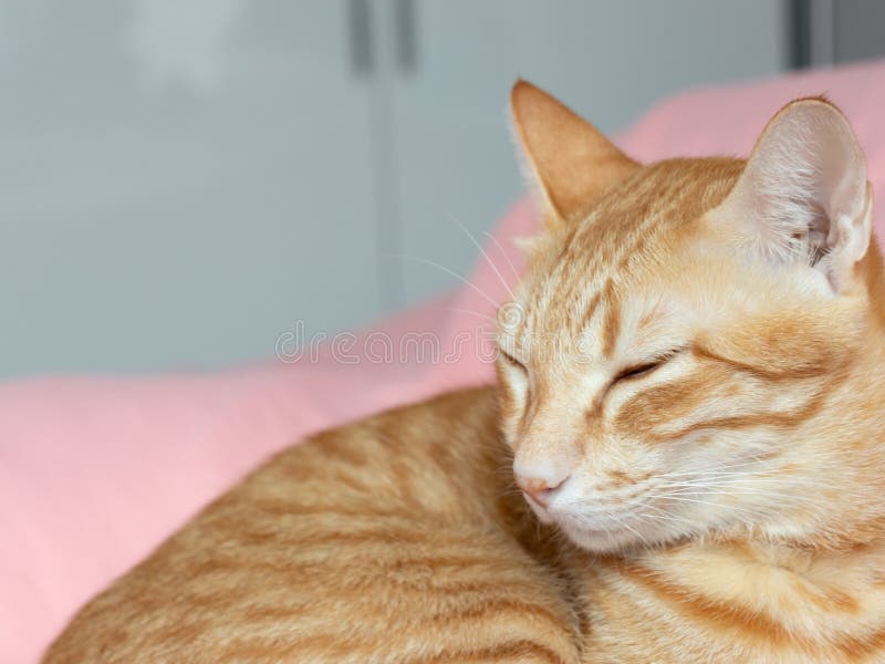 Orange Cat Sleeping on the Pink Bed in the Bedroom Sleeping Stock Image ...