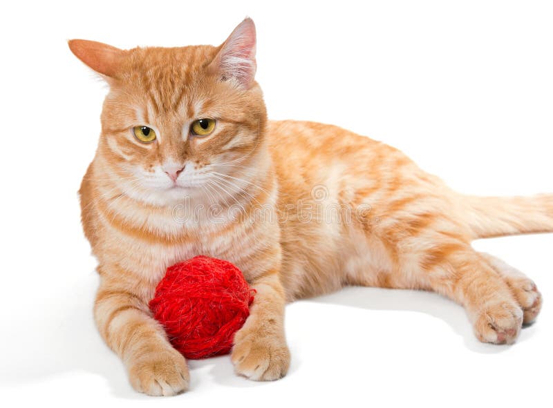 Orange Cat and a Sphere of Red Wool Stock Photo - Image of lying ...