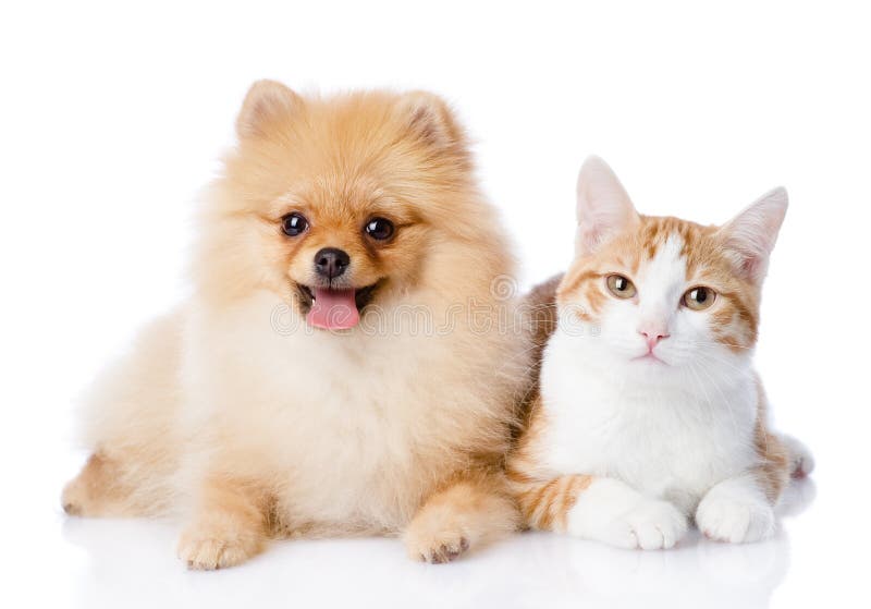 Orange Cat and Spitz Dog Together. Stock Photo - Image of friend ...