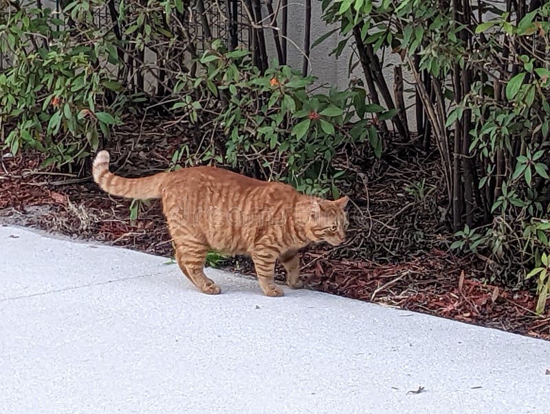 Orange Cat Stalking on Side Walk Stock Image - Image of side, wildlife ...