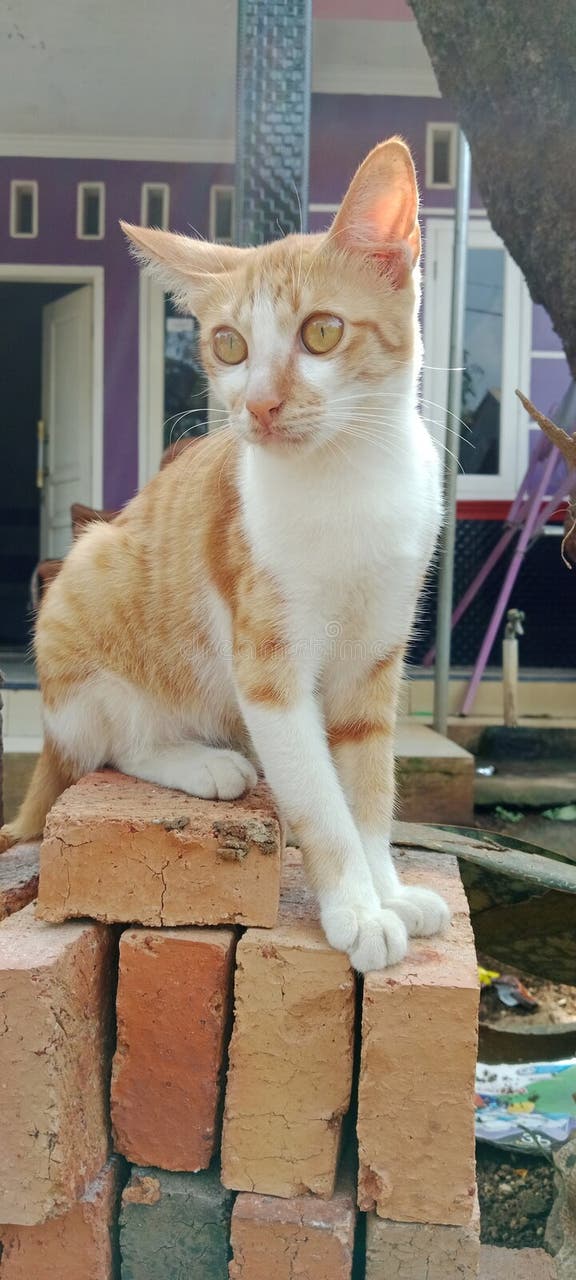 Orange Cat Standing on Red Bricks Stock Photo - Image of bricks ...