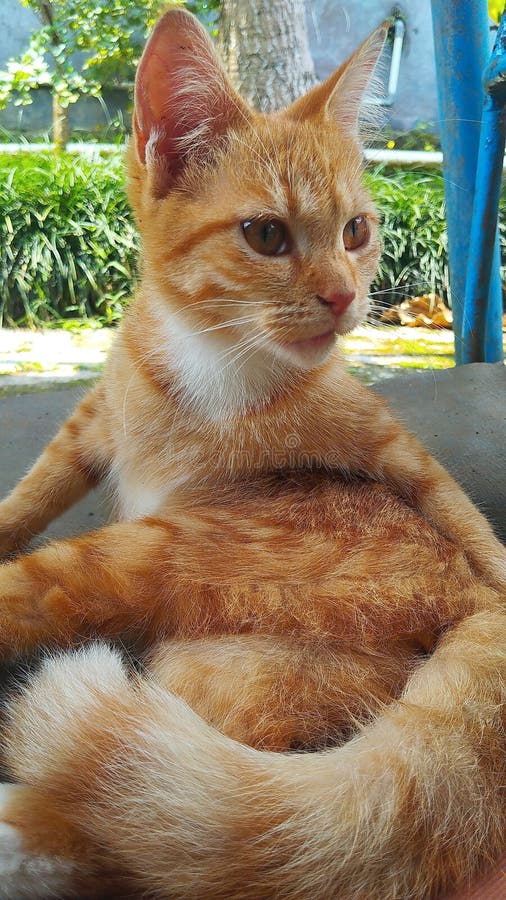 Orange cat stare something stock image. Image of orange - 364078071