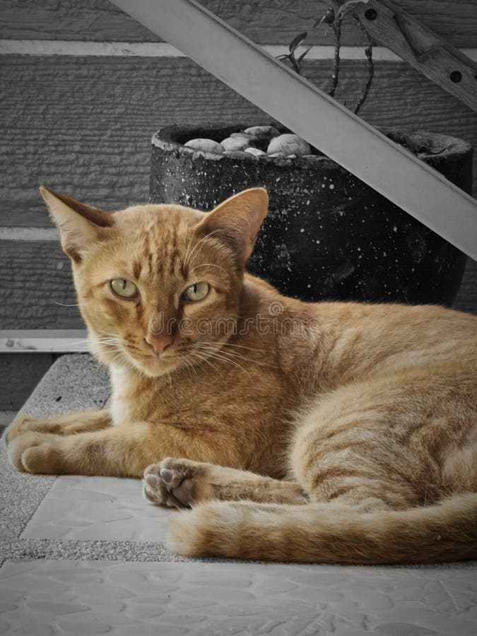An Orange Cat that Stares with Empty Eyes. Stock Photo - Image of empty ...