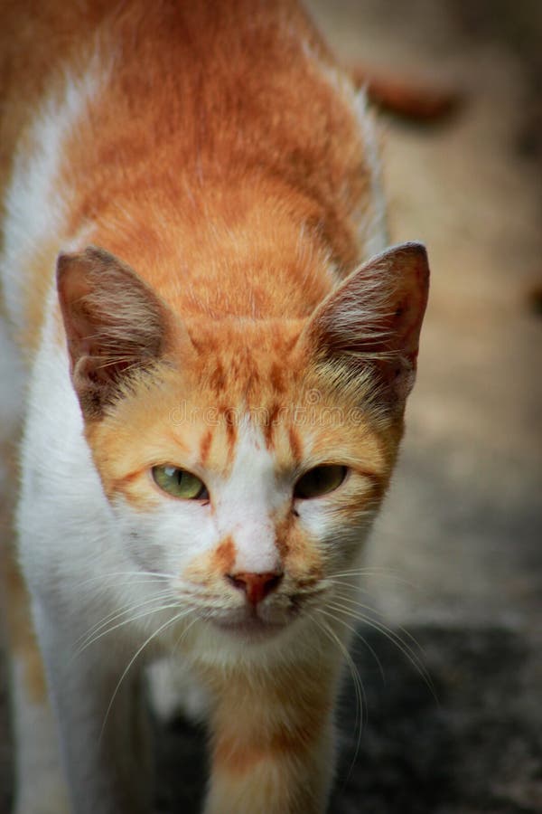 Orange cat staring stock photo. Image of orange, mammal - 185843752