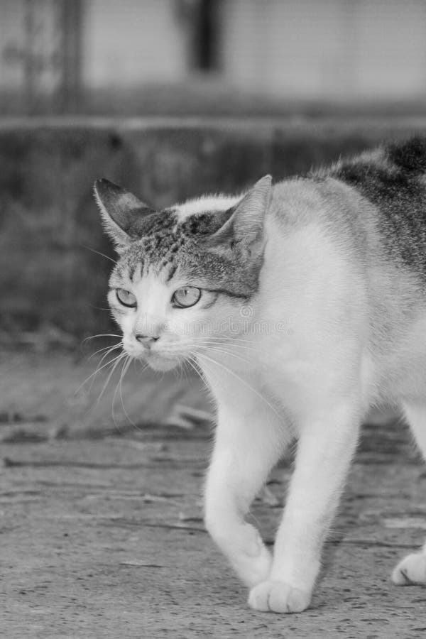 Orange cat staring stock image. Image of animal, orange - 185843777
