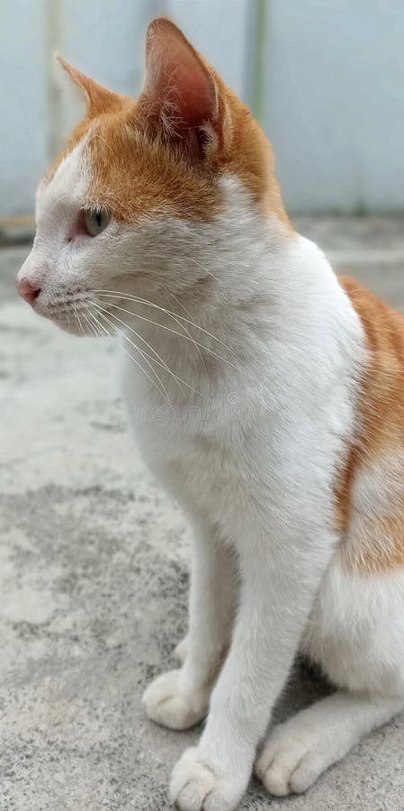 Orange cat staring at prey stock image. Image of kitty - 277513653