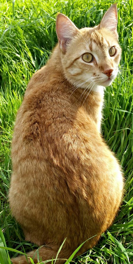 Orange cat in the Sun stock image. Image of sunshine - 88072649