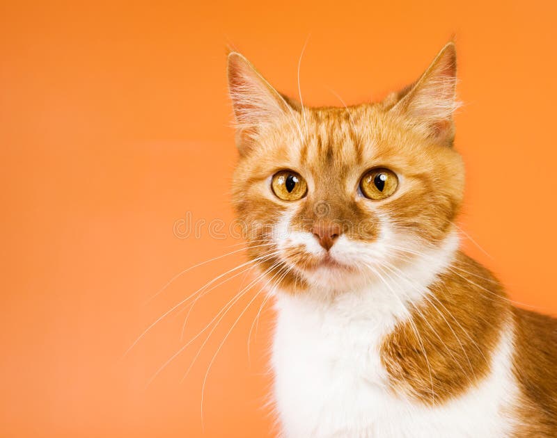 Orange cat surprised stock image. Image of surprised - 14489827