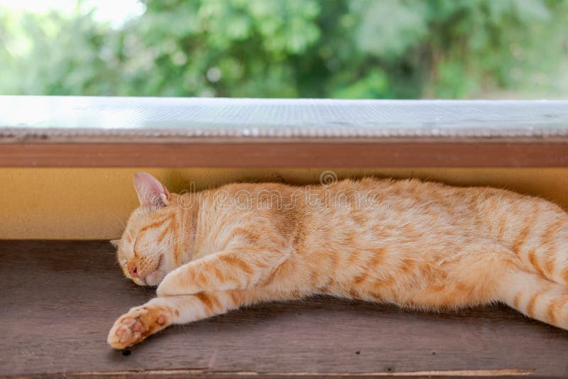 Orange Cat Tabby Feline Lying Resting on Table Stock Image - Image of ...