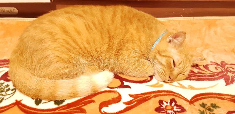 Orange cat take a nap stock image. Image of orange, whiskers - 263908487