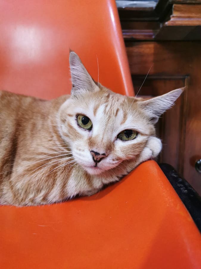 Orange Cat Take a Pose, Looking at Camera Stock Image - Image of pose ...