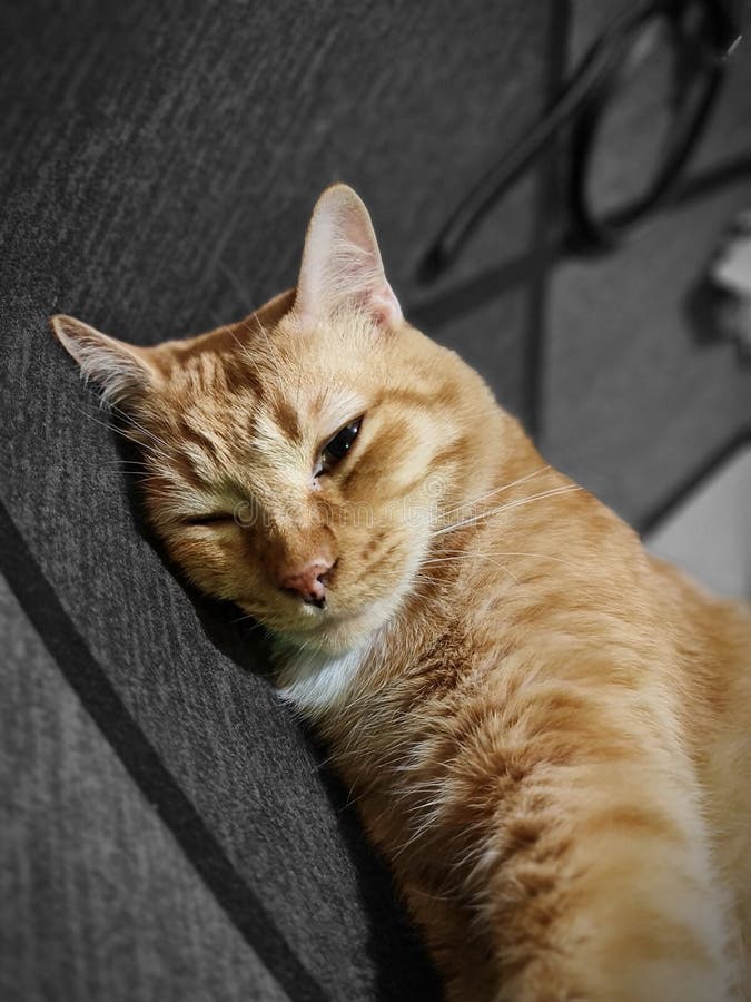 Orange Cat Take a Short Nap Stock Image - Image of furr, cute: 263908161