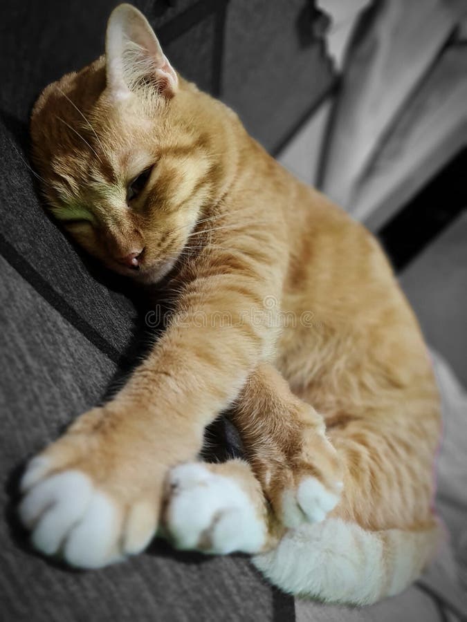 Orange Cat Take a Short Nap Stock Image - Image of organ, snout: 263908211