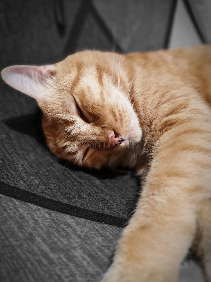 Orange Cat Take a Short Nap Stock Photo - Image of white, animal: 263908286