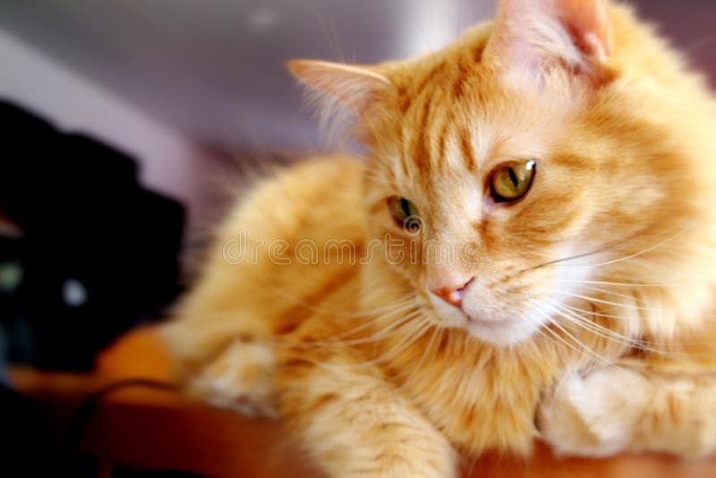 Orange cat stock image. Image of thinking, lovecat, orange - 108926389