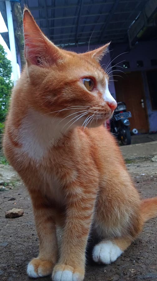 Orange Cat is Thinking about the Future Stock Photo - Image of future ...