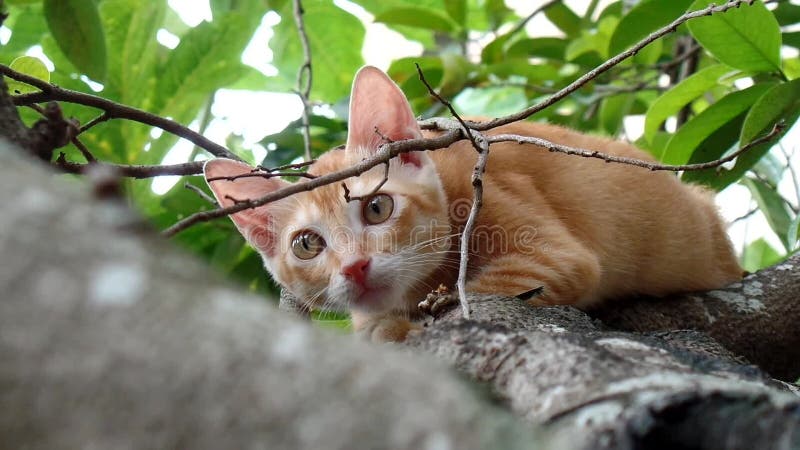 Orange Cat Up on a Tree Playing Under Twigs. Coming Close Stock Video ...