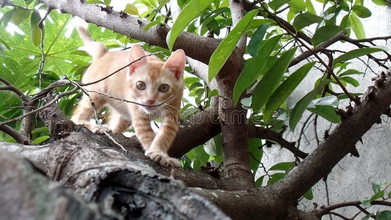 Orange Cat Up on a Tree Playing Under Twigs. Coming Close Stock Video ...
