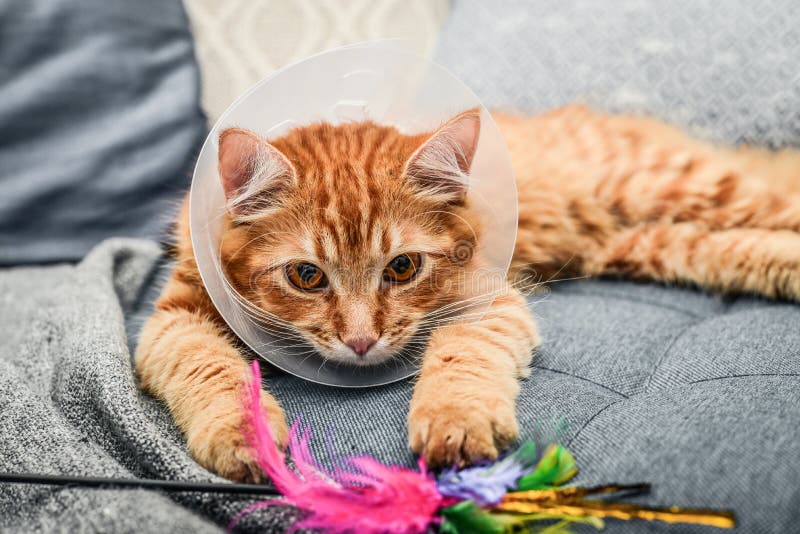 Orange Cat with Veterinairy Cone Stock Image - Image of animal ...