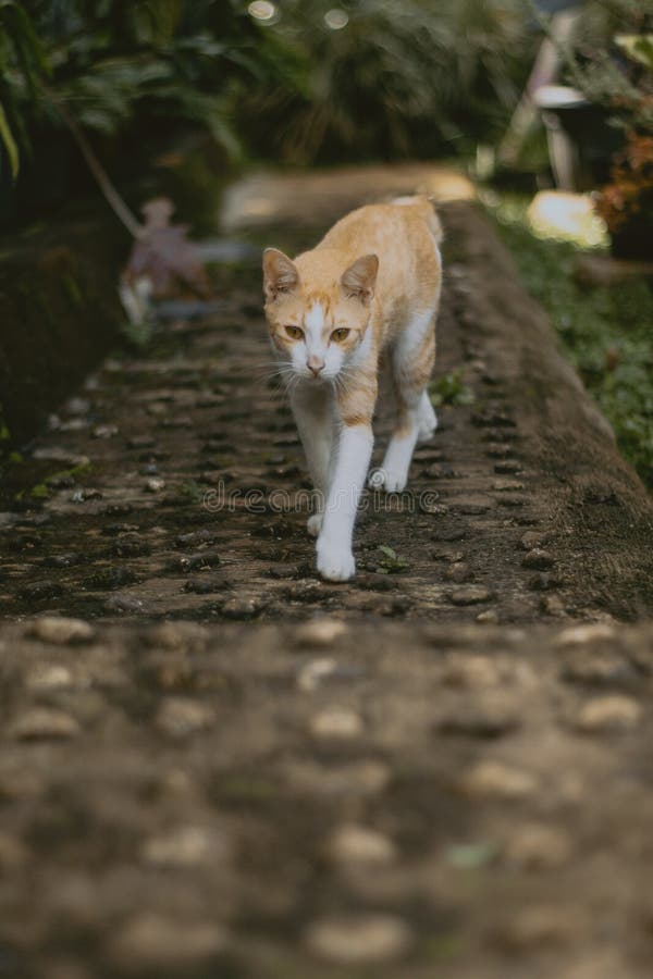 Orange Cat Walking Leisurely Alone Stock Photo - Image of leisurely ...