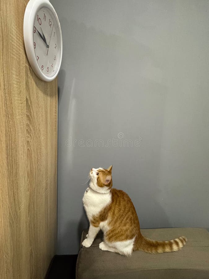 An Orange Cat is Watching the Second Hand of a Clock. the Clock is ...