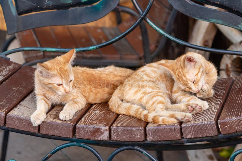 Orange Cats Sleeping Bench Next Each Other Stock Photos - Free ...