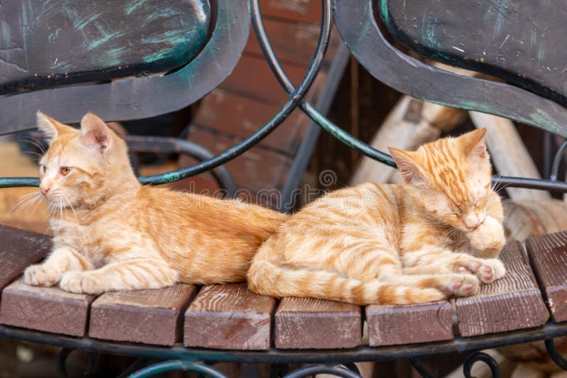 Orange Cats are Sleeping on a Bench Next To Each Other Stock Photo ...