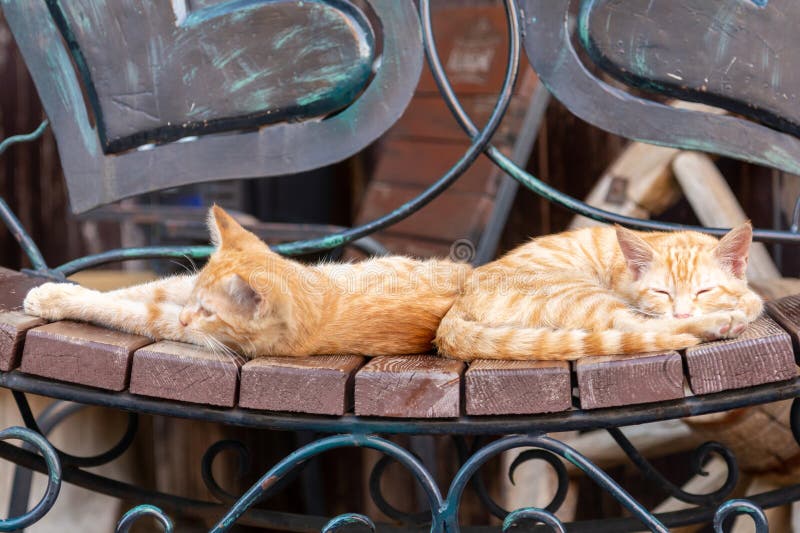Orange Cats are Sleeping on a Bench Next To Each Other Stock Photo ...