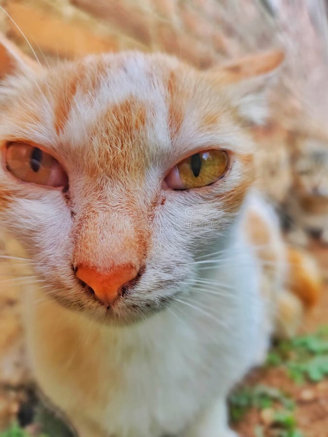 Catten Stock Photos - Free & Royalty-Free Stock Photos from Dreamstime