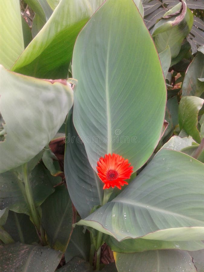 Orange Celia Kept in Duplicate Plant Stock Image - Image of duplicate ...