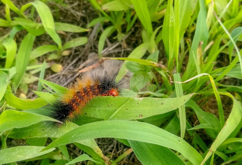Centipid stock photo. Image of high, orange, sony, wandering - 156375492