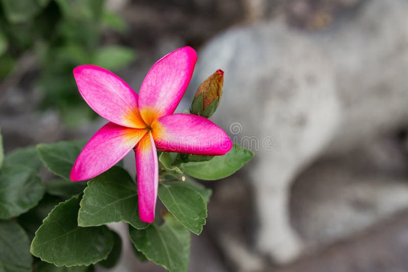 Orange Champaka& X27; Flower Stock Photo - Image of meadow, champaka ...