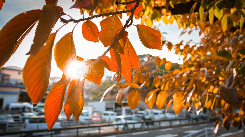 Orange Cherry Blossom Sakura Tree in Autumn Season before Getting Dried ...