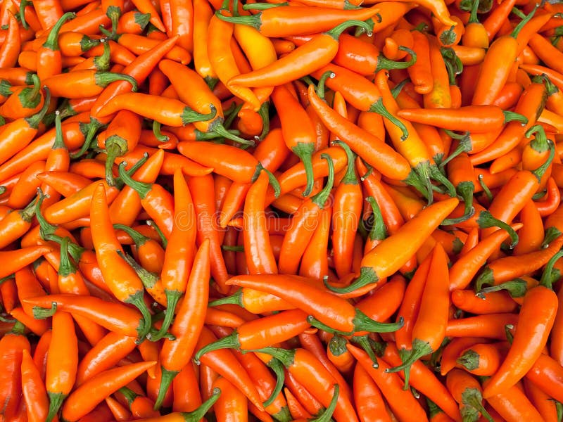 Orange Chilli stock photo. Image of flavor, nature, fresh - 14159318