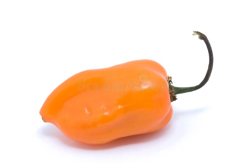 Orange Habanero Hot Chili Pepper Stock Image - Image of spicy, produce ...