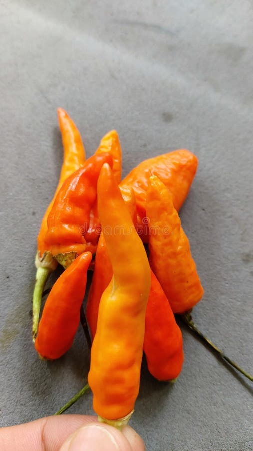 Orange Chilli stock photo. Image of flavor, nature, fresh - 14159318
