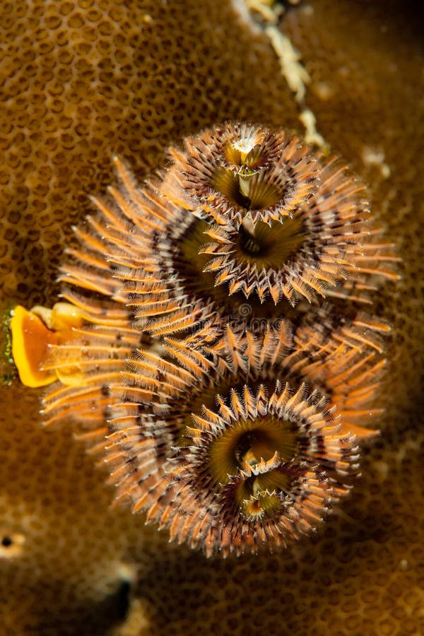 Orange Christmas Tree Worms on Coral Reef Stock Image - Image of ...