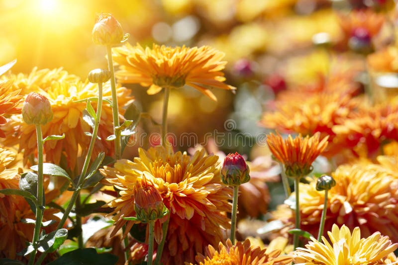 Orange Chrysanthemum Flowers Lit by the Sun. Stock Photo - Image of ...
