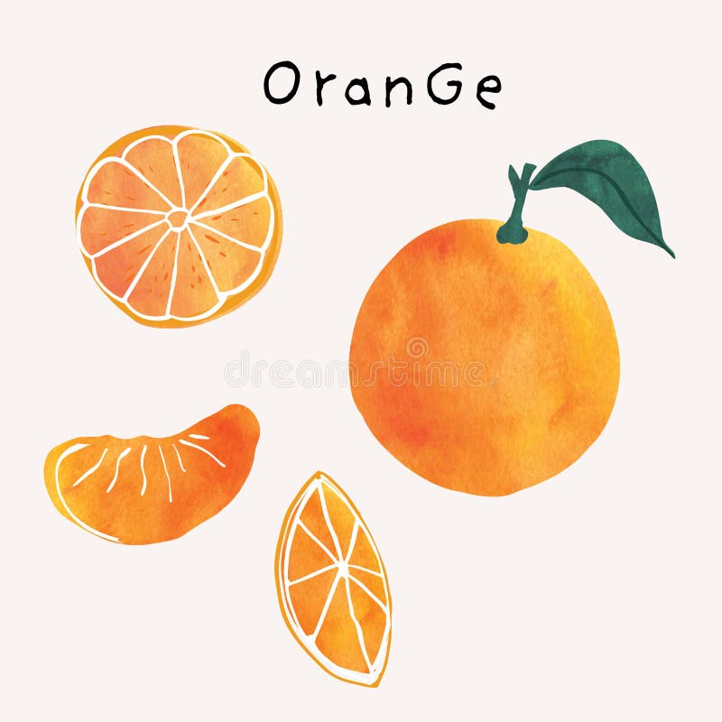 Orange Citrus Fruit Watercolor Illustration Set. Painterly Watercolor ...