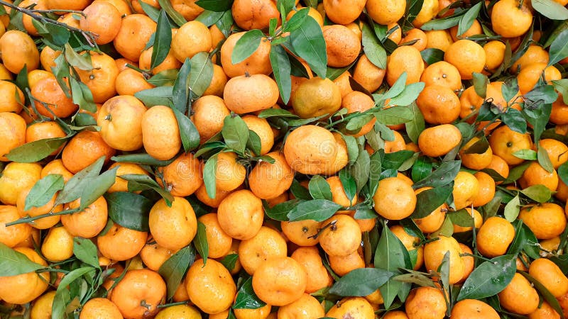 Orange or Citrus Sp for Wallpaper and Background. Healthy Fruit Concept ...