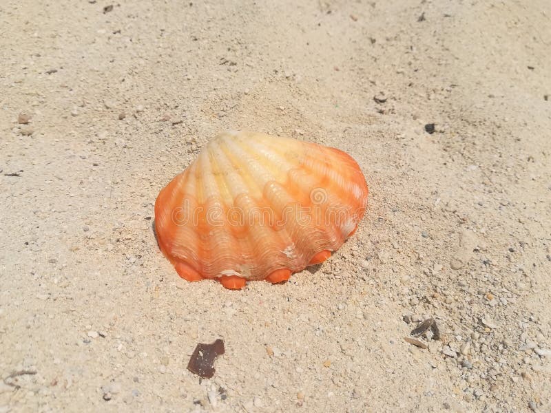 Orange shell in beach sand stock photo. Image of decoration - 146620632