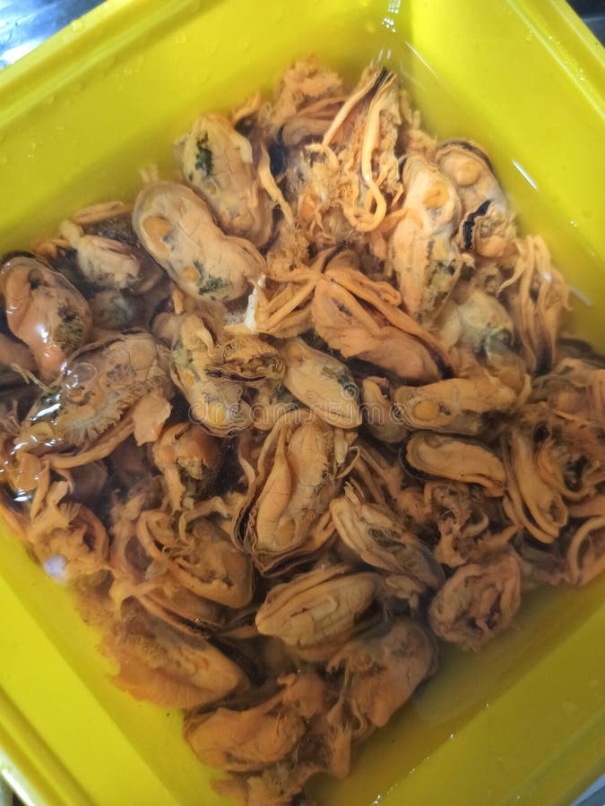 The Orange Clams stock photo. Image of shell, yellow - 179699416