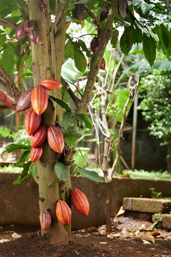 Orange clean cacao pods stock photo. Image of ingredient - 272458658