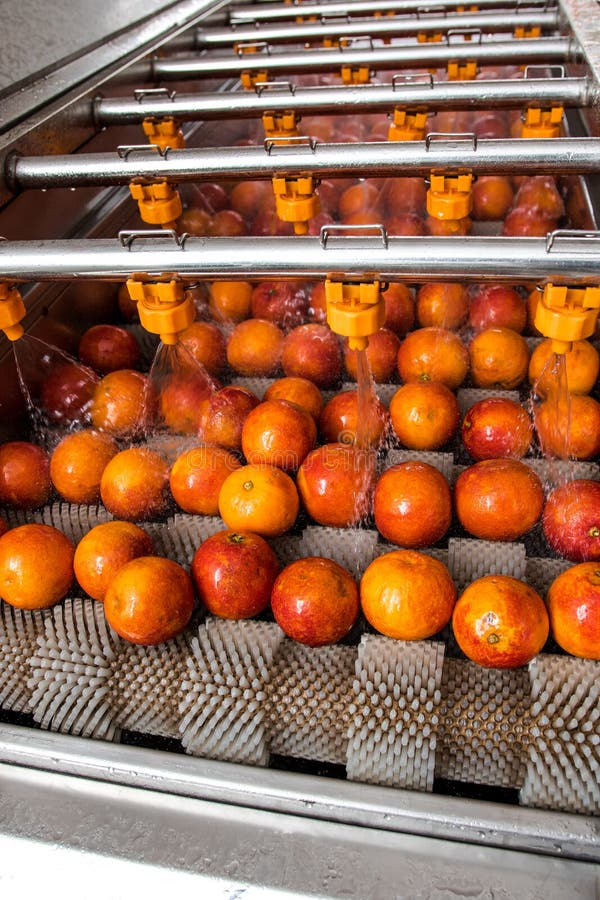 Orange cleaning process stock photo. Image of production - 52604292
